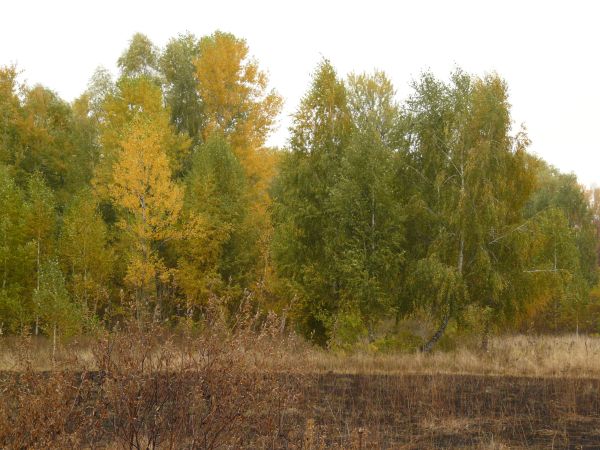 forest side view texture 0007 - Texturelib